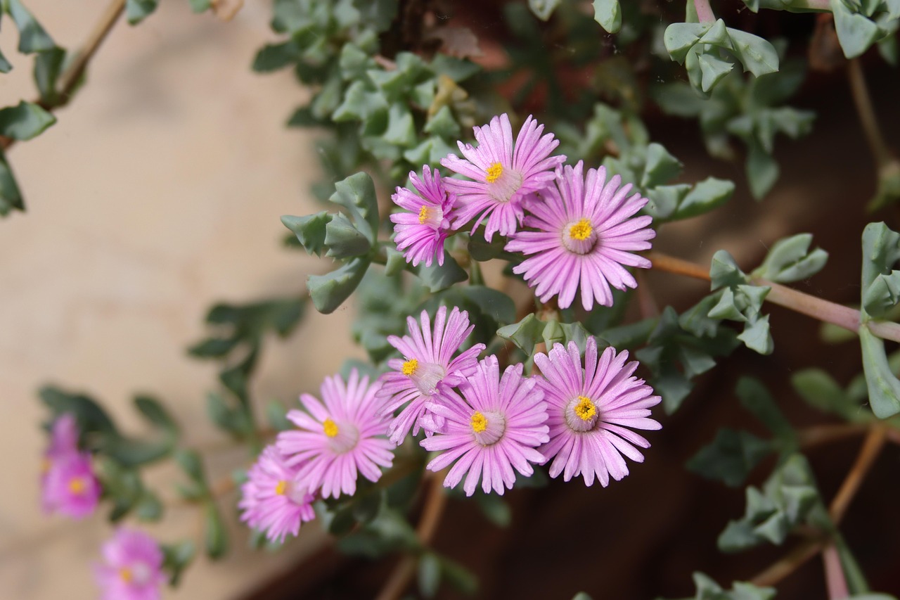 Lilás Flores Cor De Rosa Natureza - Foto gratuita no Pixabay - Pixabay