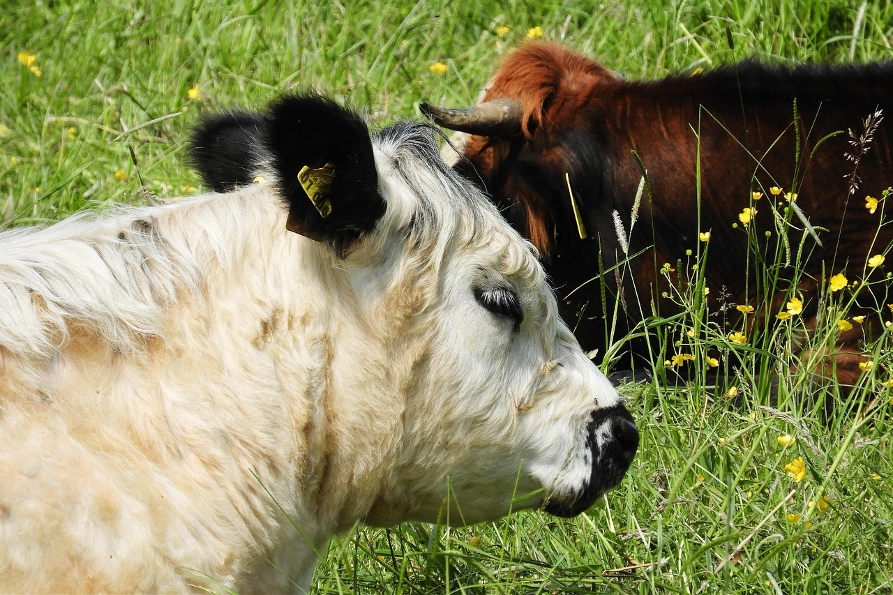 Cows Animals Meadow - Free photo on Pixabay - Pixabay