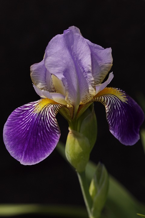 Sword Lily Iris Bearded - Free photo on Pixabay