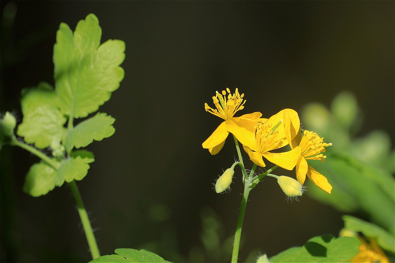 Blume Gegen Warzen