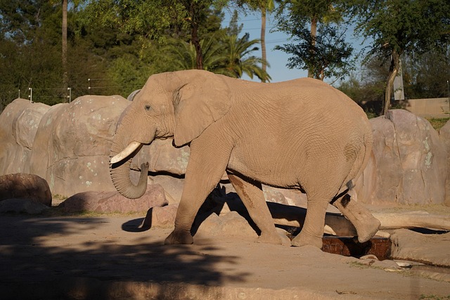 Elephant Animal Zoo - Free photo on Pixabay