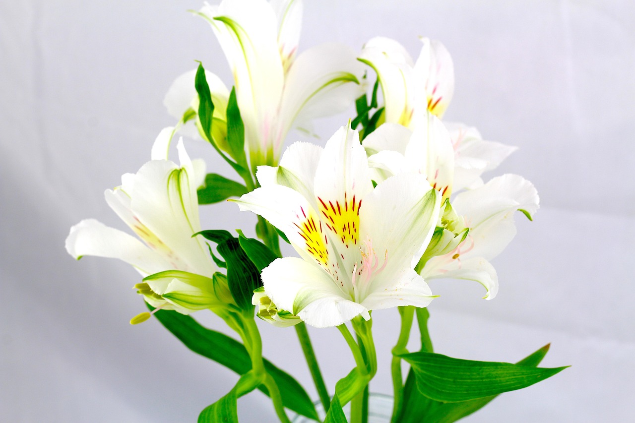 Fond Blanc Fleur Blanche Fleurs - Photo gratuite sur Pixabay - Pixabay