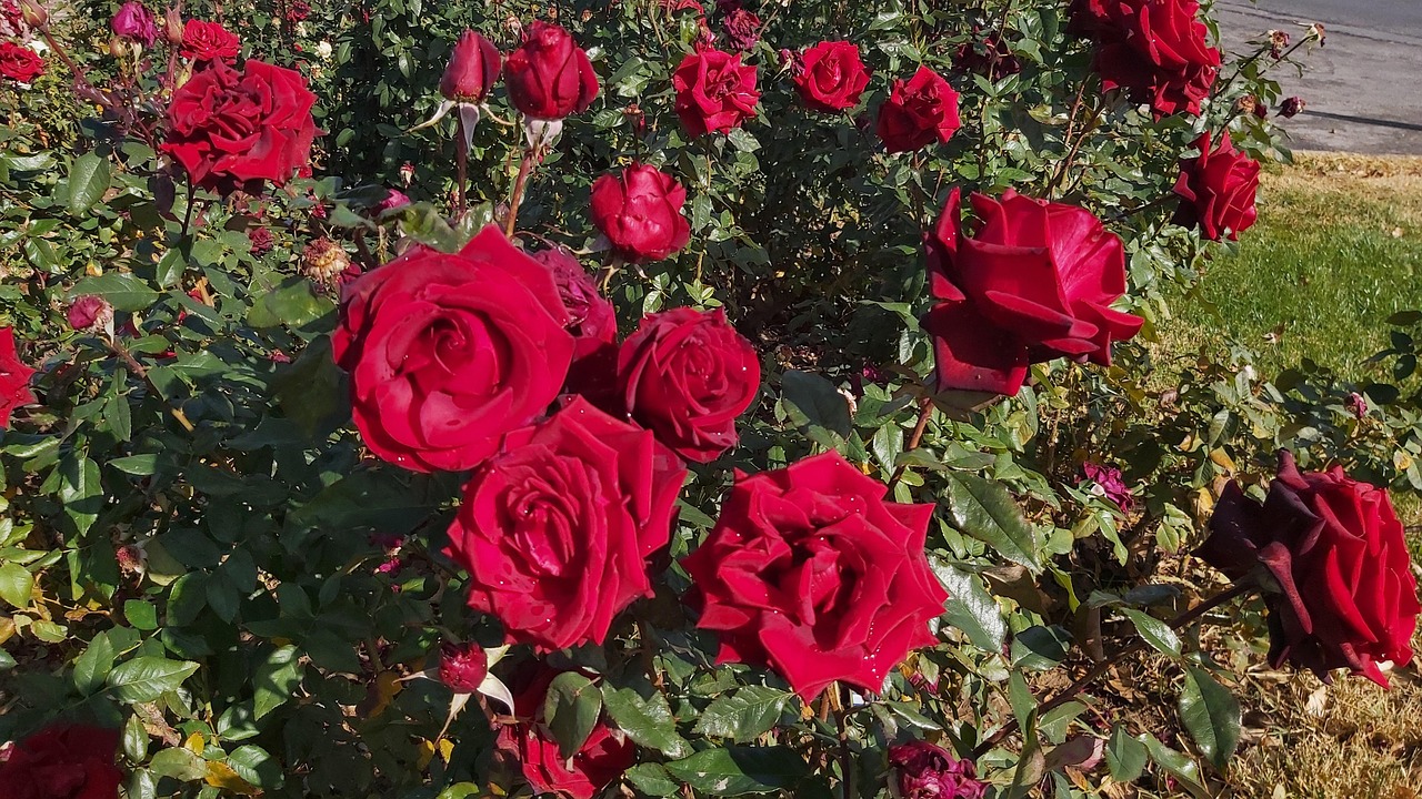 Des Roses Saint Jean - Photo gratuite sur Pixabay - Pixabay
