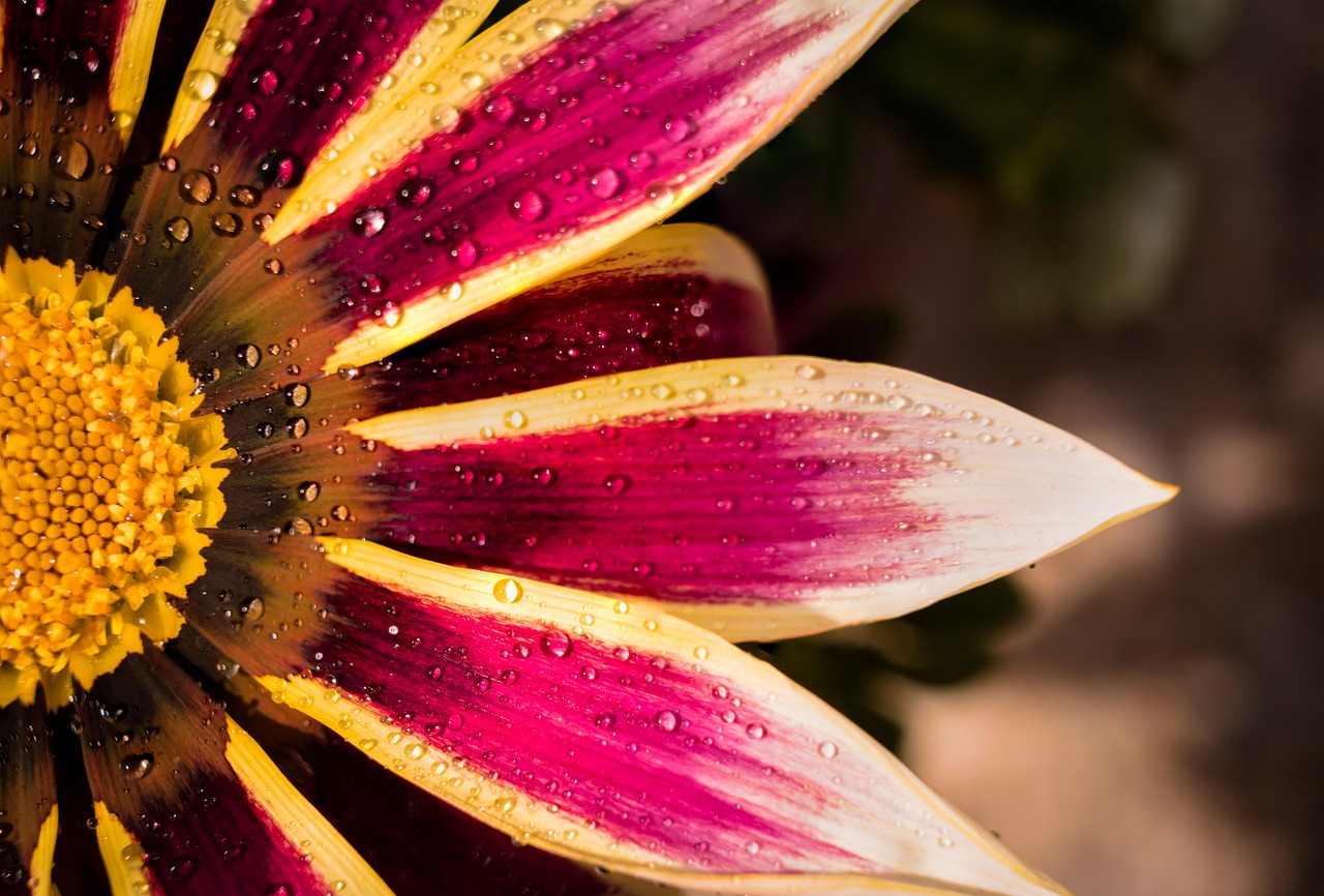 50,000+ Free Desktop Wallpaper Daisy & Hd Wallpaper Images - Pixabay