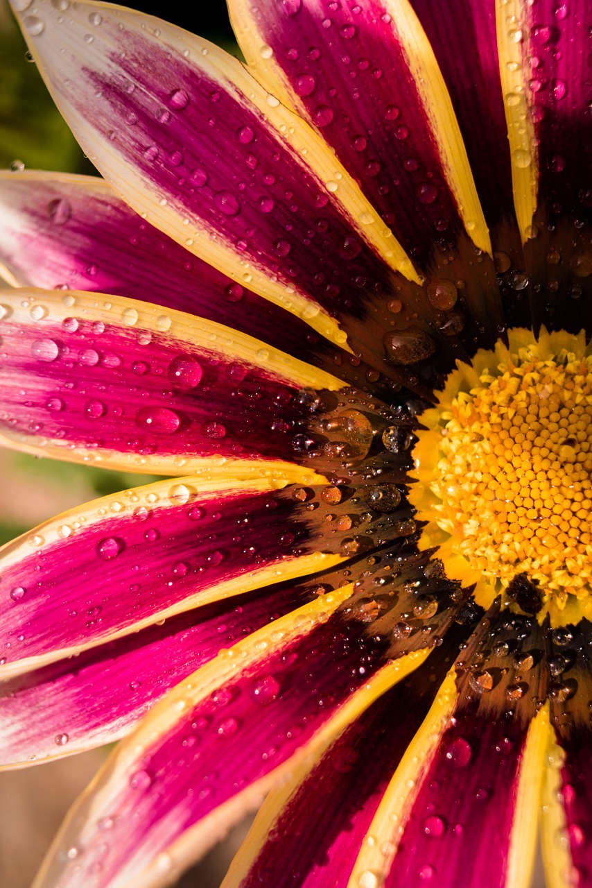 African Daisy Gazania - Free photo on Pixabay - Pixabay