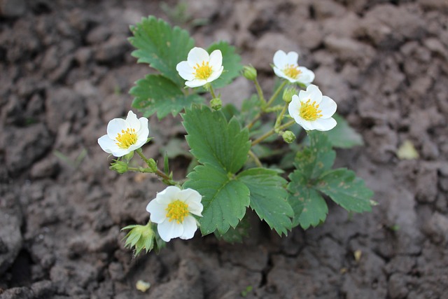 Blooming Strawberries Wild - Free photo on Pixabay - Pixabay
