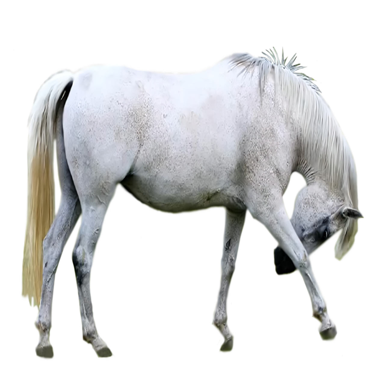 Horse Animal Mare Free Photo On Pixabay Pixabay