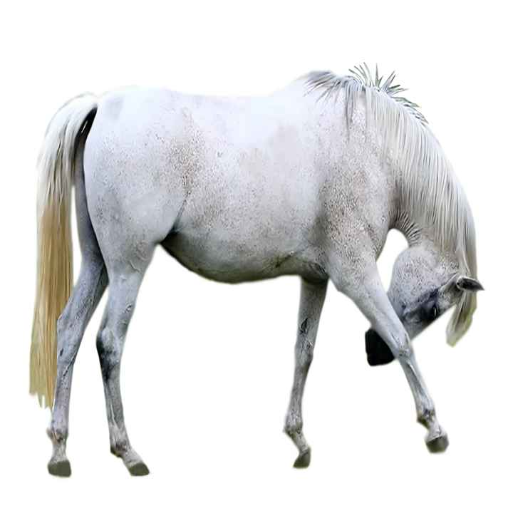 Cavalo Animal Égua - Foto gratuita no Pixabay - Pixabay