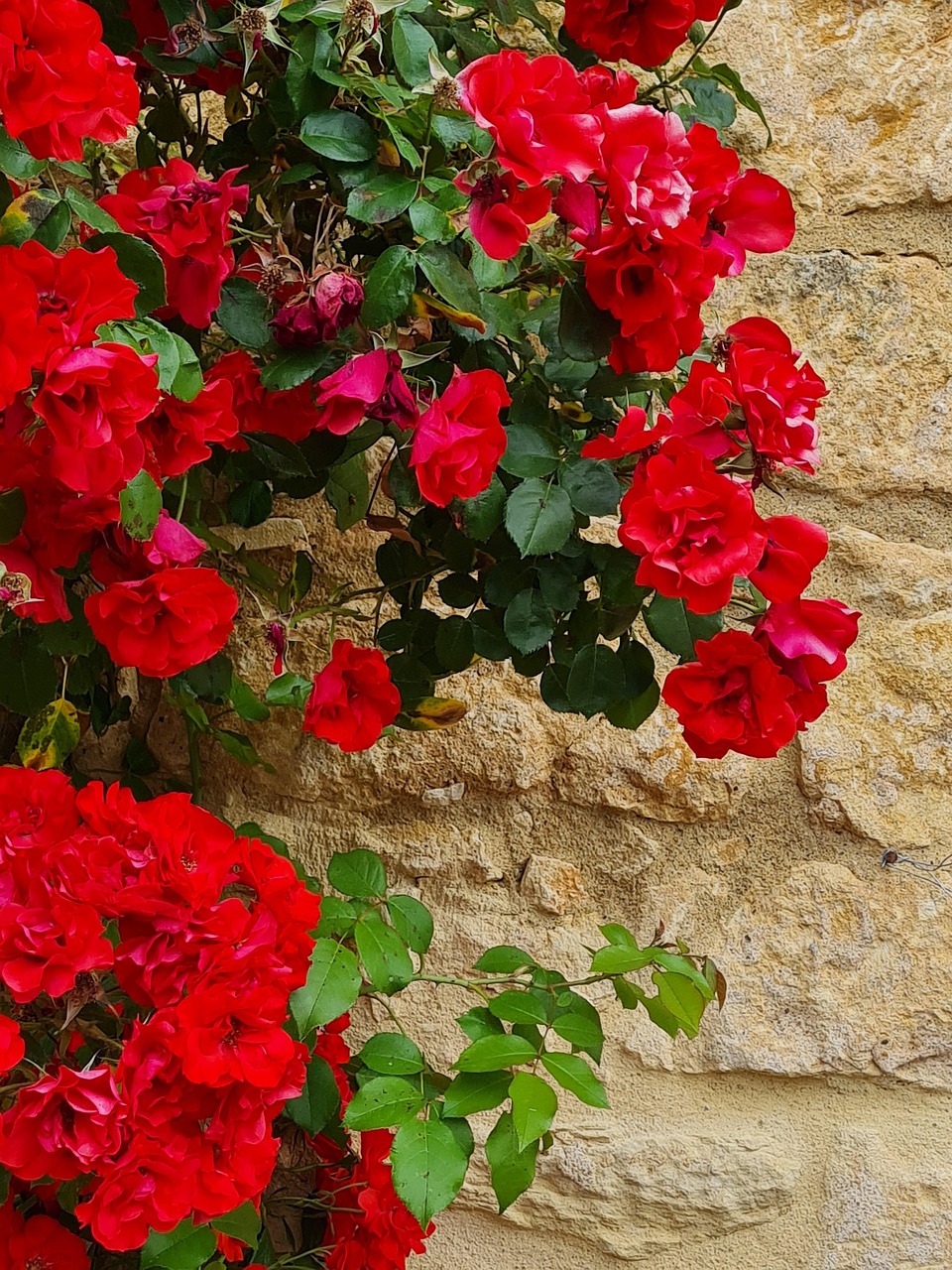 Muro Pierre Flor - Foto gratuita no Pixabay - Pixabay