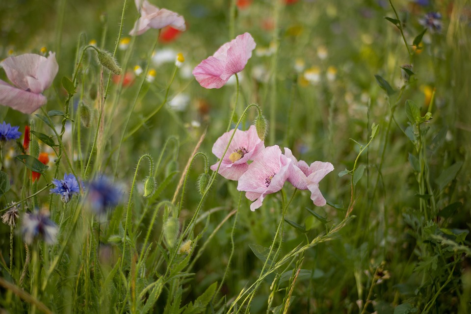 Fleurs Sauvages Prairie - Photo gratuite sur Pixabay - Pixabay
