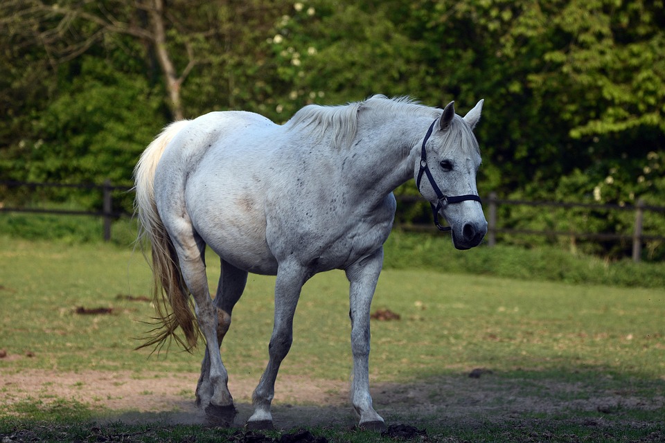 Horse Animal Mammal - Free photo on Pixabay