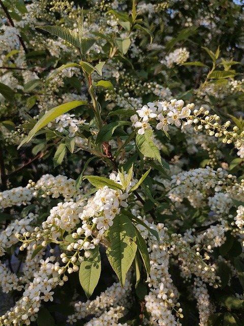 Bird Cherry Flowering Spring - Free photo on Pixabay - Pixabay