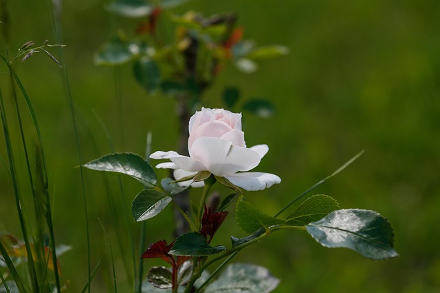 Kukka Ruusu Kukkivat - Ilmainen valokuva Pixabayssa - Pixabay