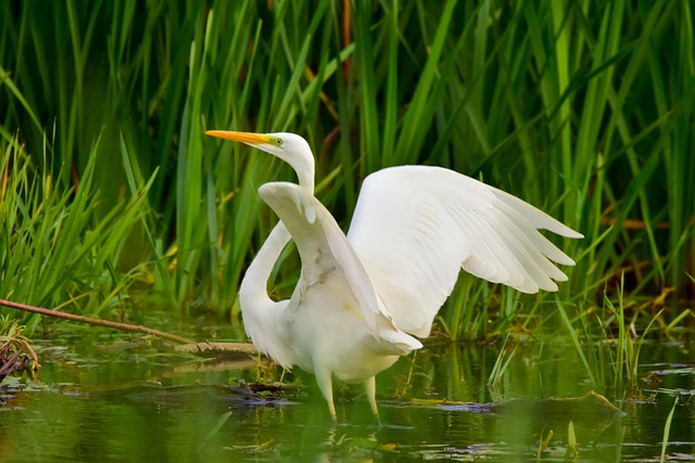 Heron Bird Wings - Free photo on Pixabay
