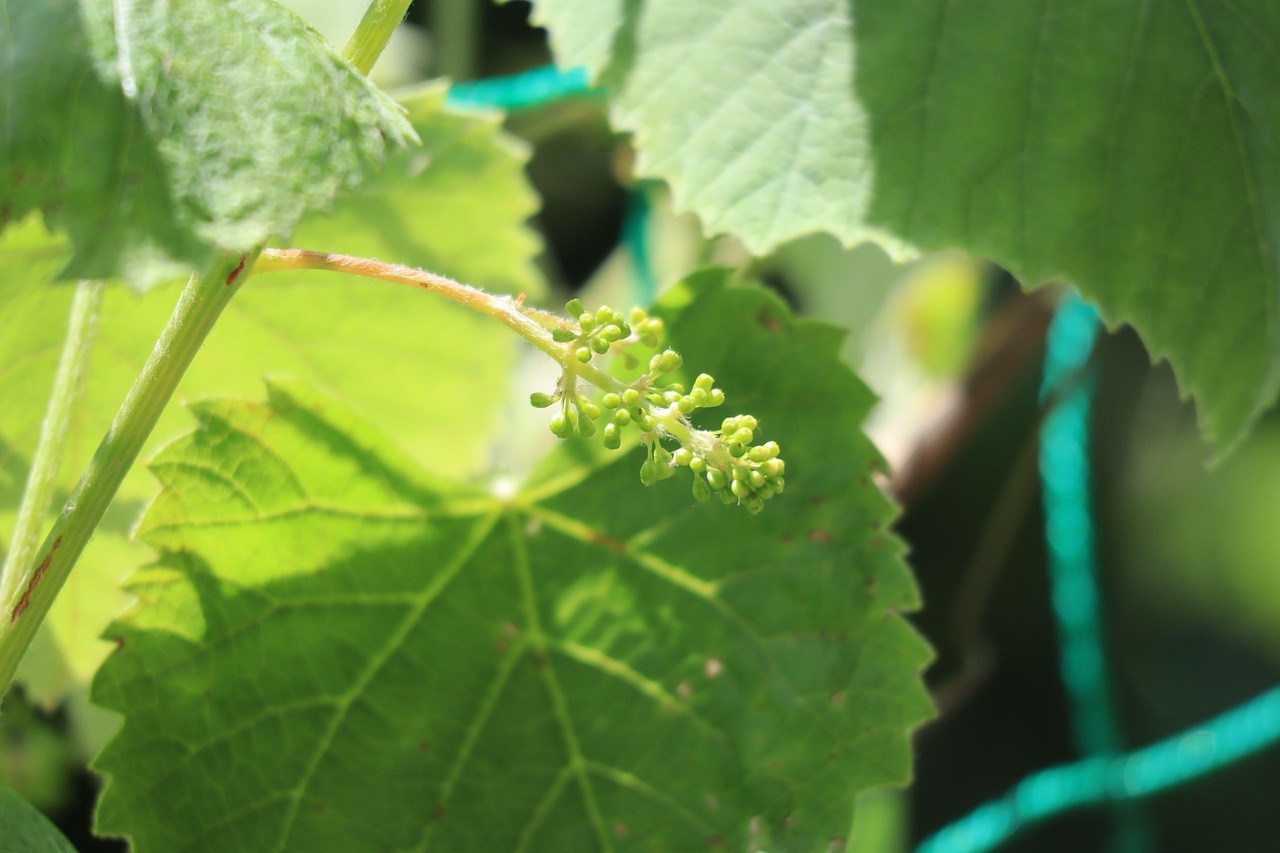 Plant Grapes Flower Bud - Free photo on Pixabay - Pixabay