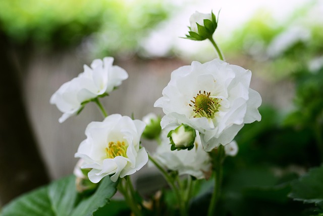 Strawberry Flower Plant - Free photo on Pixabay