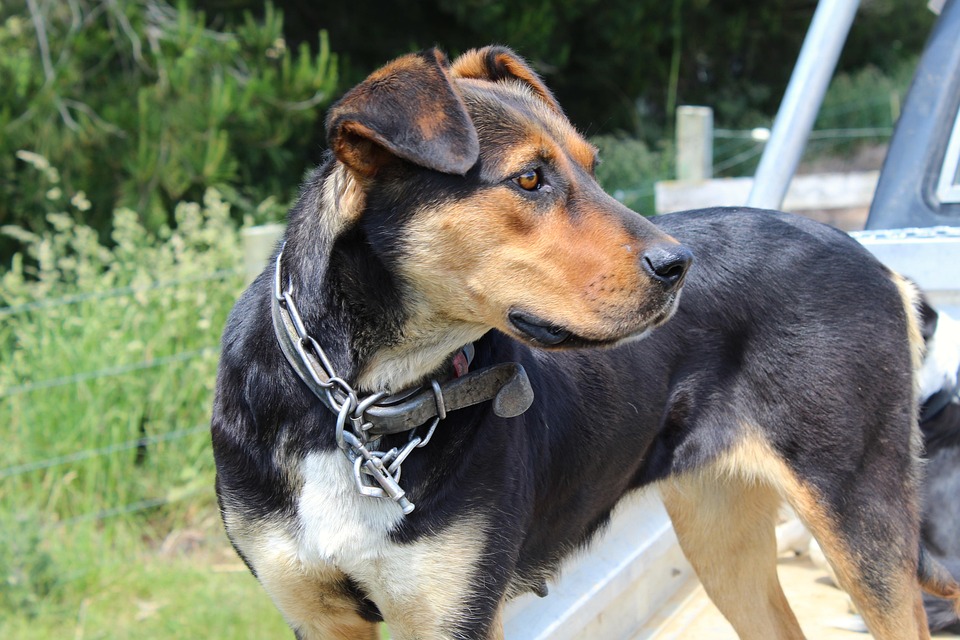 Dog Animal Herding New - Free photo on Pixabay