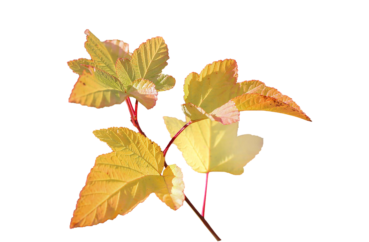 Feuilles Nature Fleurs - Photo gratuite sur Pixabay - Pixabay