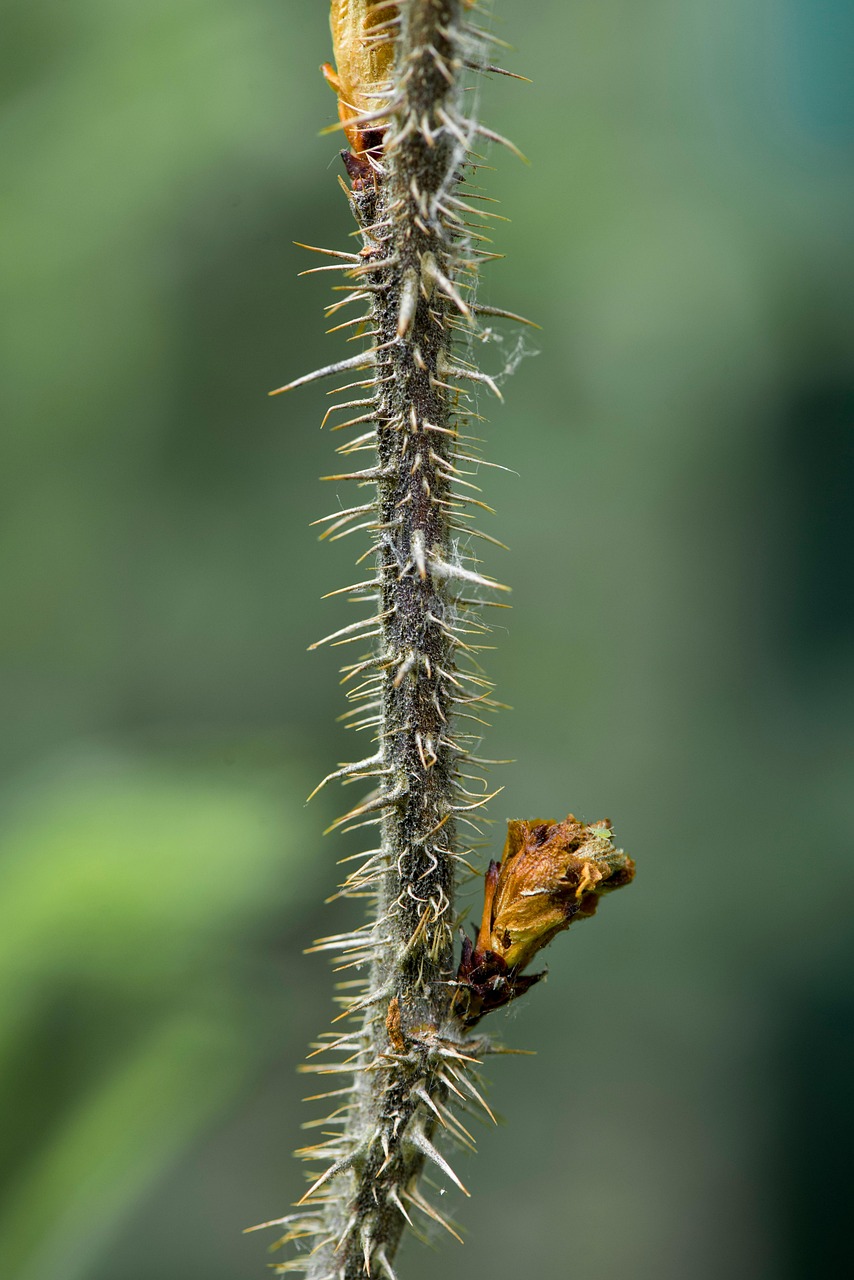 Thorns Prickly Plant Close - Free photo on Pixabay - Pixabay