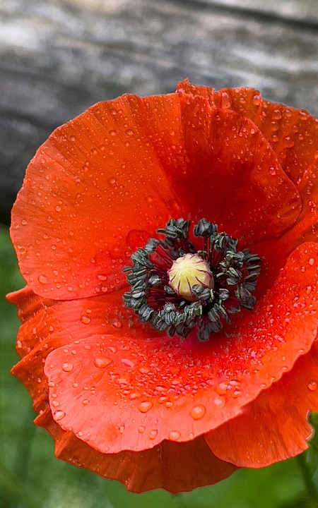 Blume Mohn Pflanze Rote - Kostenloses Foto auf Pixabay