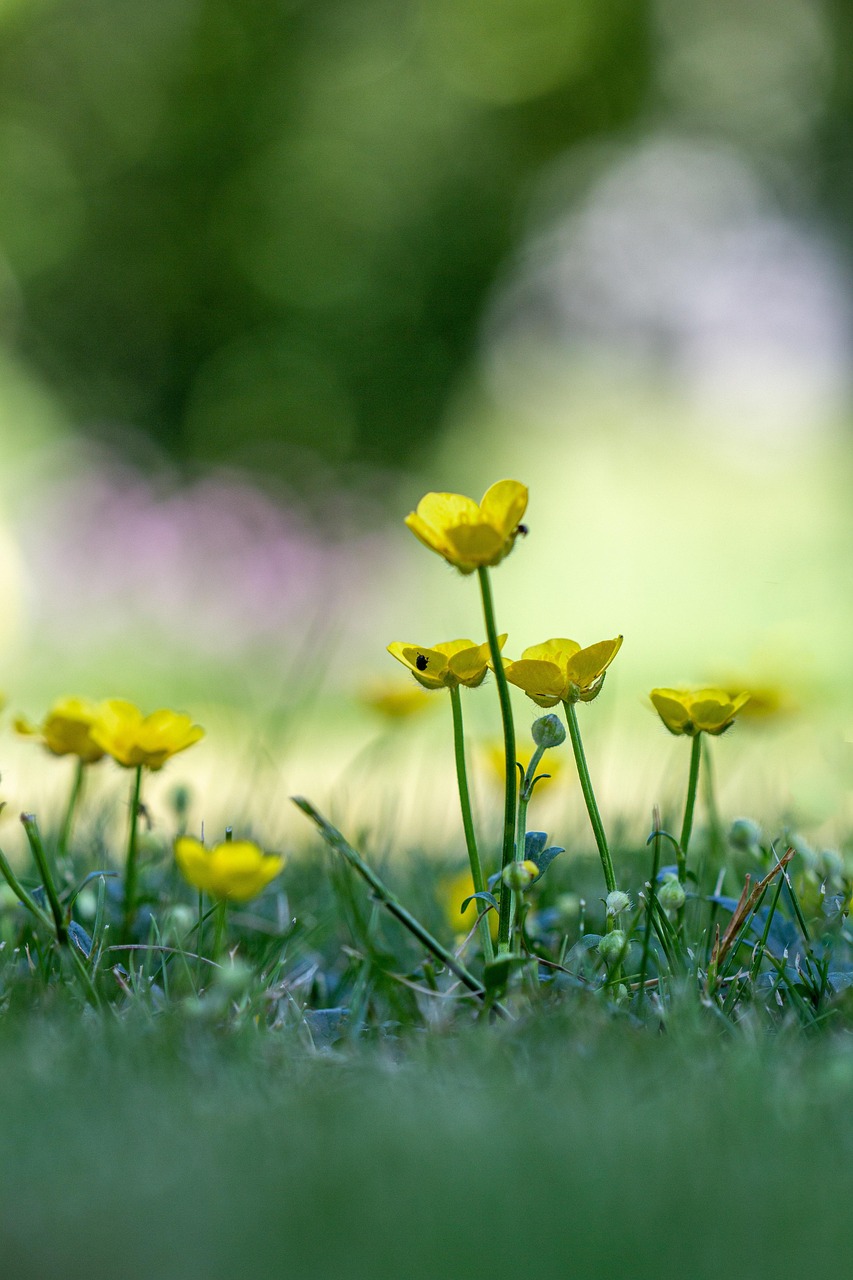 400,000+ Free Buttercup Flower & Nature Images - Pixabay
