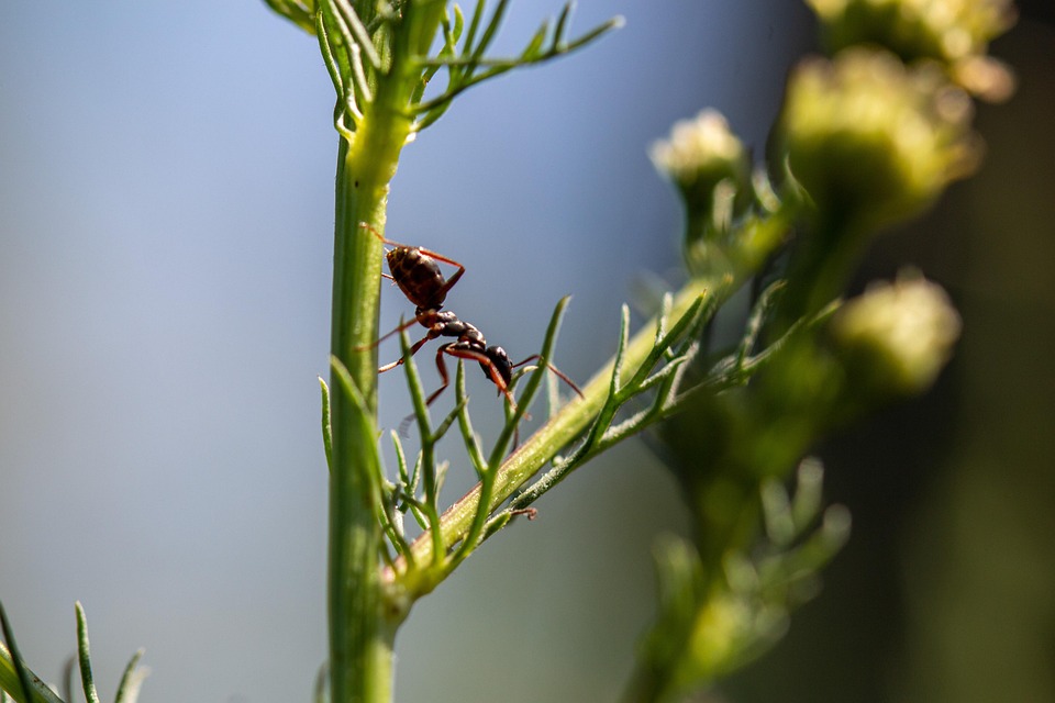 Ant Insect Bug - Free photo on Pixabay - Pixabay