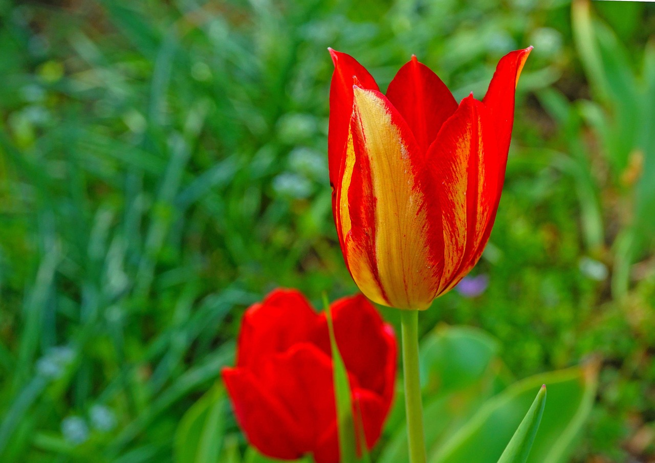 Natureza Flores Primavera - Foto gratuita no Pixabay - Pixabay