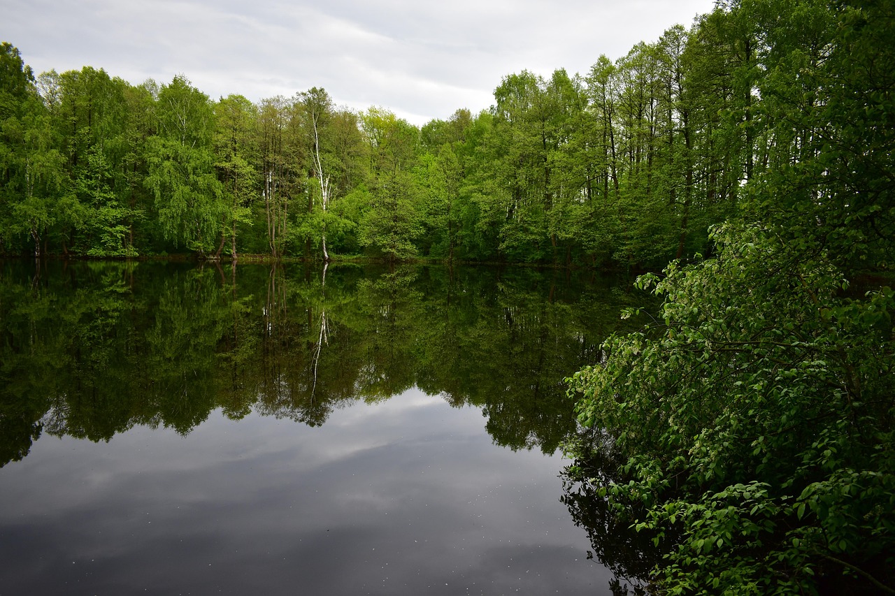 Teich Wald Die - Kostenloses Foto auf Pixabay - Pixabay
