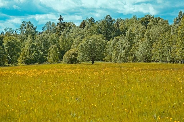 Prairie Le Printemps Des Arbres - Photo gratuite sur Pixabay - Pixabay
