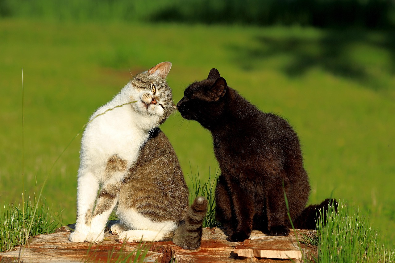 Cats Approximation To Get Know - Free photo on Pixabay - Pixabay
