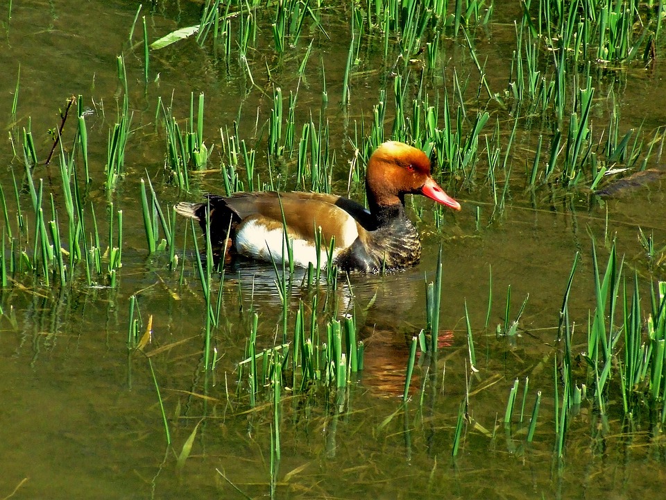 Hunting Duck Swamp - Free photo on Pixabay - Pixabay