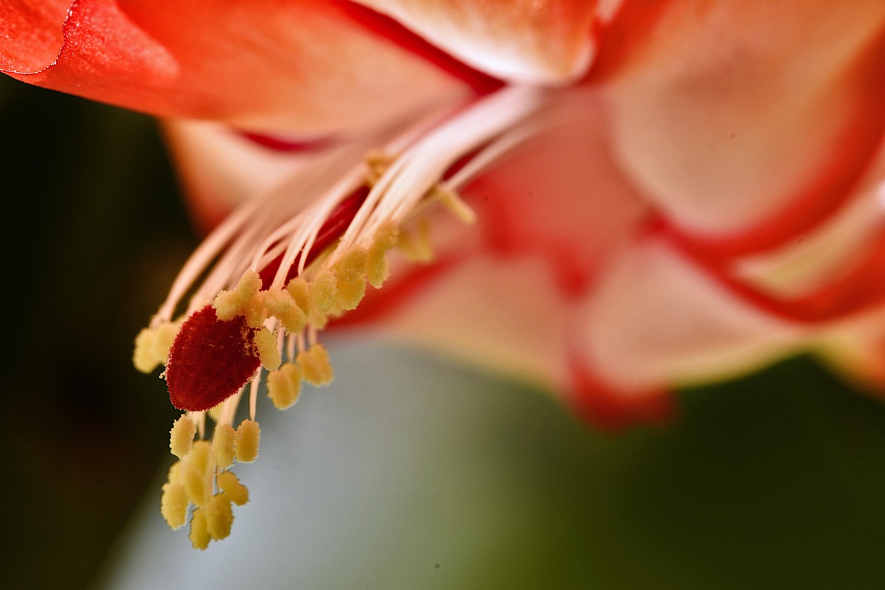 70+ Free Christmas Cactus & Cactus Images - Pixabay