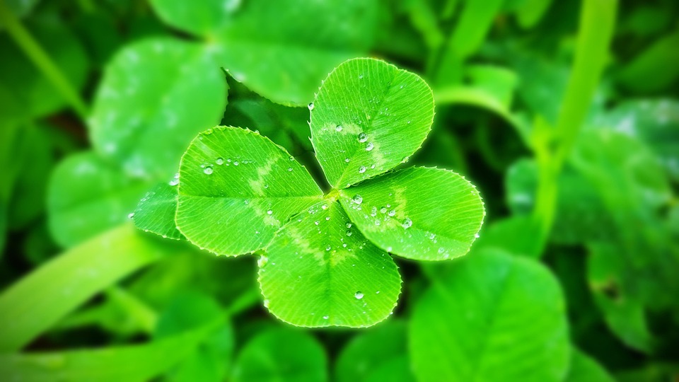 Clover Nature Grass Four Leaf - Free photo on Pixabay