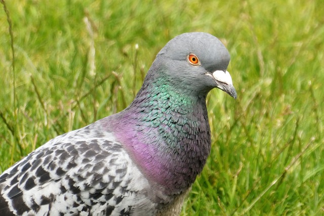 Pigeon Bird Nature - Free photo on Pixabay