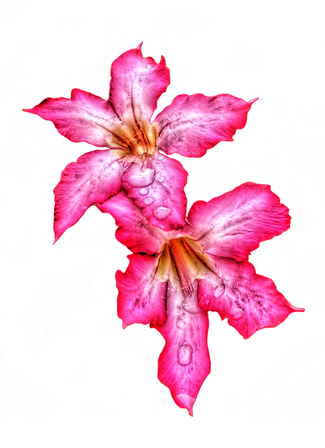 Adenium Flores Planta - Imagen gratis en Pixabay