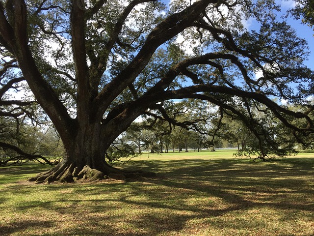 New Orleans Louisiana Tree - Free photo on Pixabay - Pixabay
