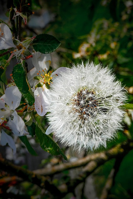 Bunga Tanaman Kebun - Foto gratis di Pixabay - Pixabay