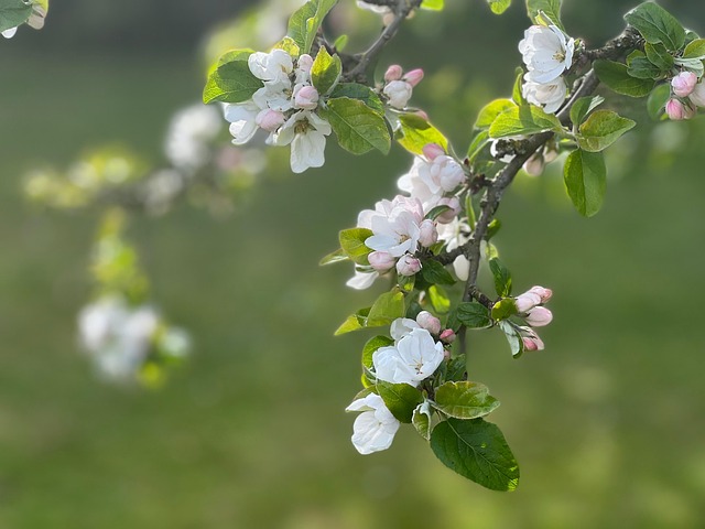 Paradiesapfel Feder - Kostenloses Foto auf Pixabay - Pixabay