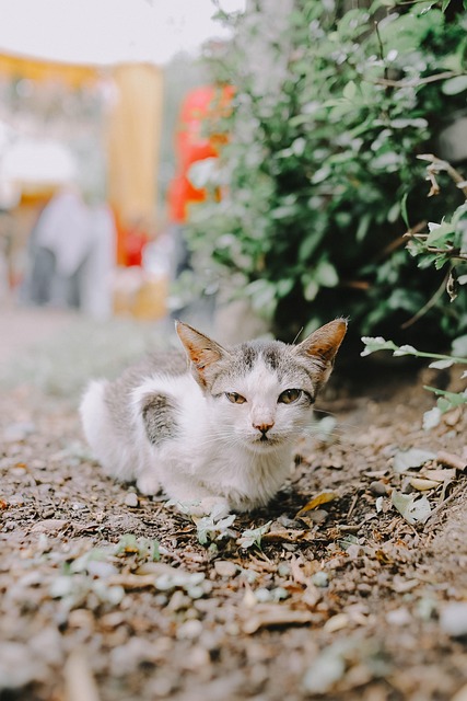 Gato Animal Pobre - Foto gratis en Pixabay - Pixabay