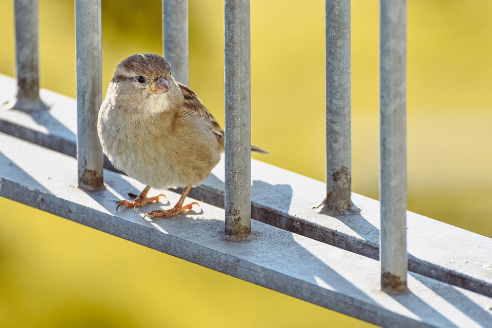 Bird Sparrow Real - Free photo on Pixabay - Pixabay