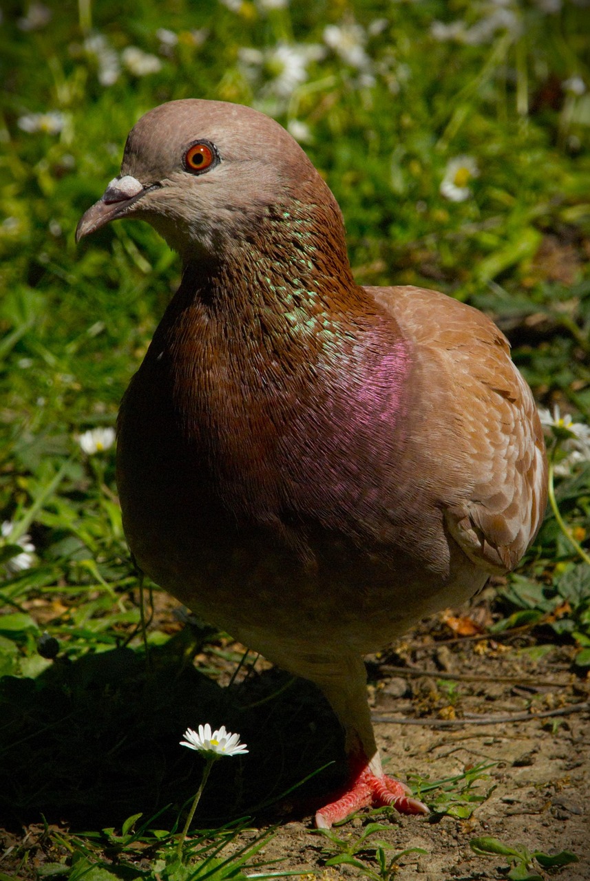 Pigeon Oiseau Animal - Photo gratuite sur Pixabay - Pixabay