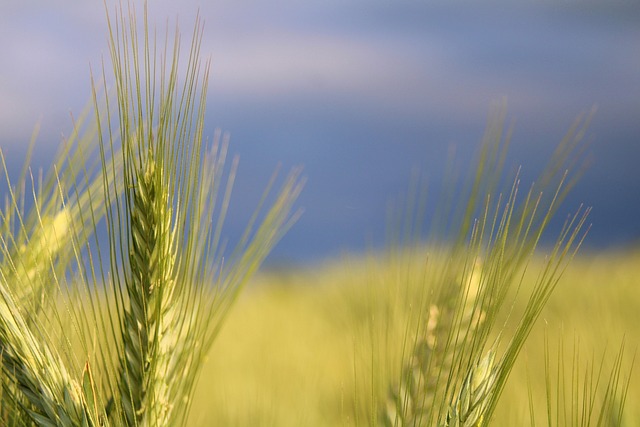 Espigas De Cebada Campo - Foto gratis en Pixabay