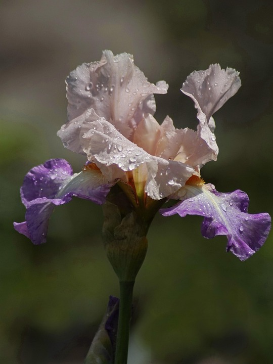 High Bearded Iris - Free photo on Pixabay