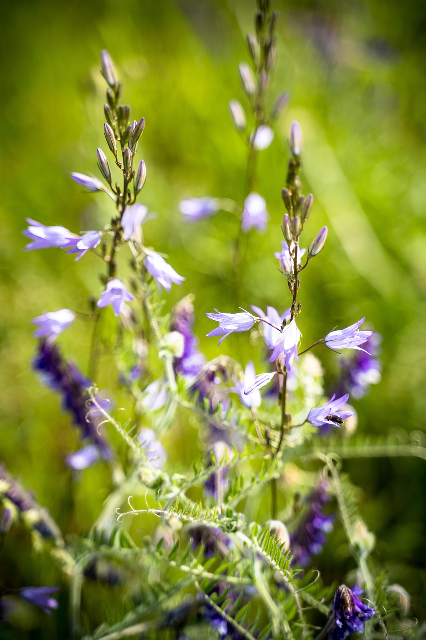 Blume Feld Wiese - Kostenloses Foto auf Pixabay - Pixabay