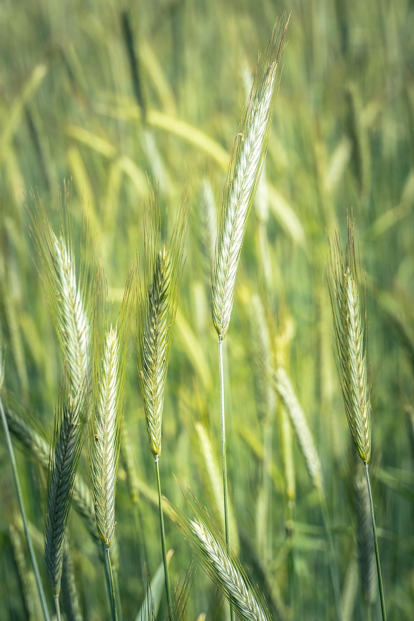 Wheat Field Grain - Free photo on Pixabay - Pixabay