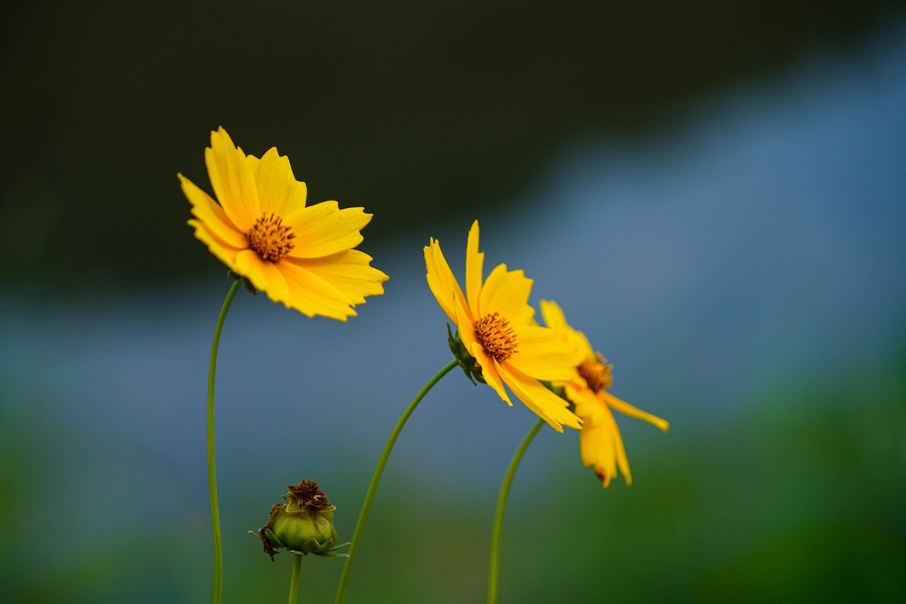 Flowers Bloom Blossom - Free photo on Pixabay - Pixabay