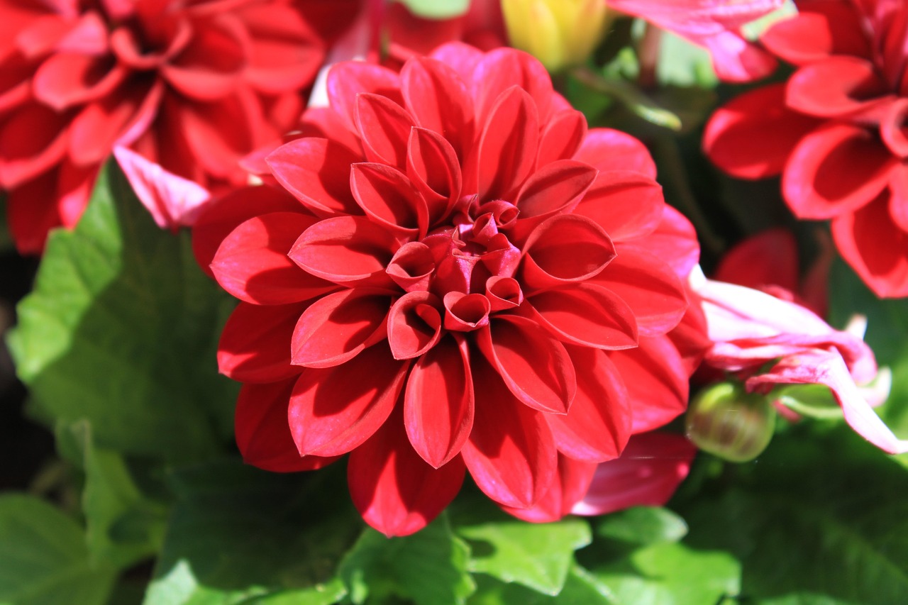 Bunga-Bunga Cantik Merah - Foto gratis di Pixabay - Pixabay