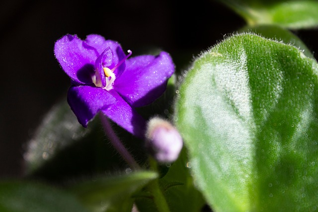 Violette Fleur Plante - Photo gratuite sur Pixabay - Pixabay