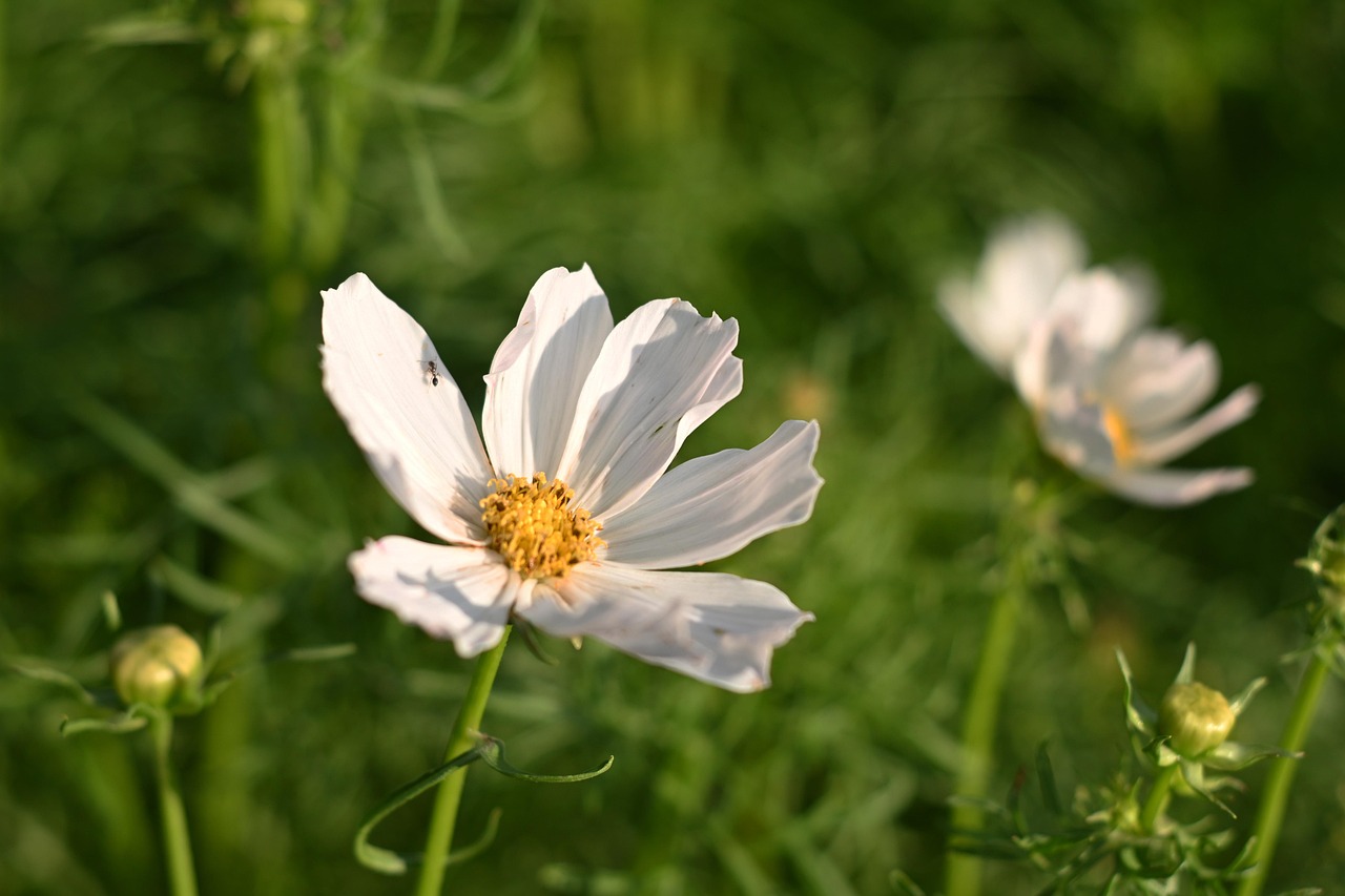 Flower Anemone Bloom - Free photo on Pixabay - Pixabay