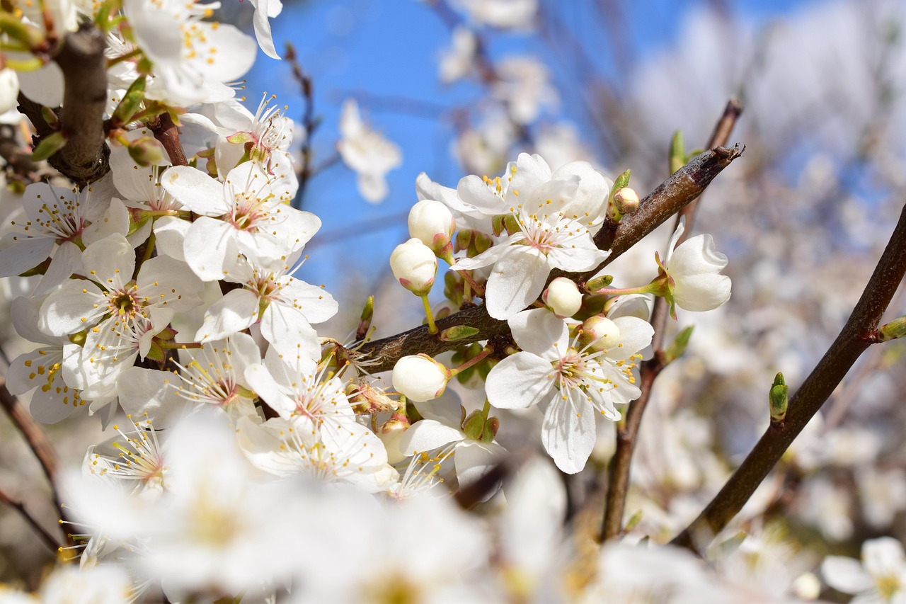 Flores Primavera Natureza - Foto gratuita no Pixabay - Pixabay